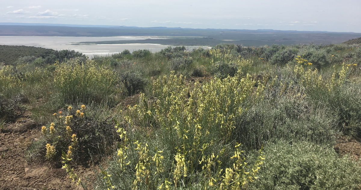 Basalt milkvetch (Astragalus filipes) | Western Forbs
