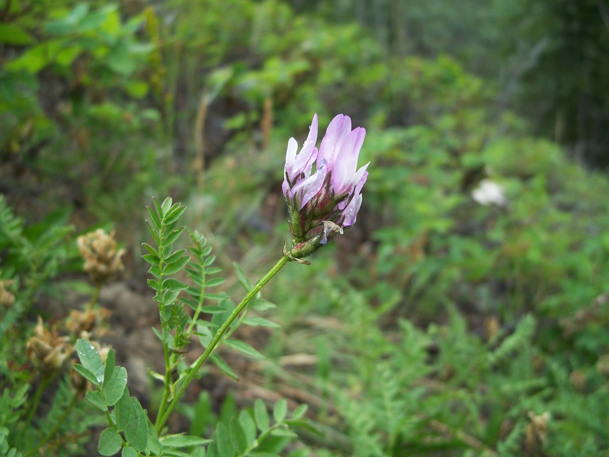 Purple milkvetch (Astragalus agrestis) | Western Forbs