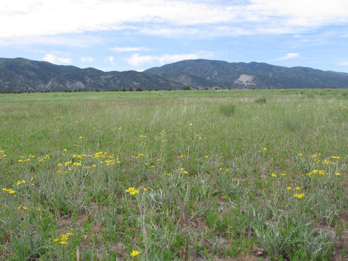 Largeflower hawksbeard (Crepis occidentalis) | Western Forbs