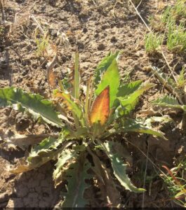 Largeflower hawksbeard (Crepis occidentalis) | Western Forbs