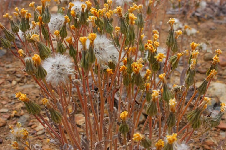 Largeflower hawksbeard (Crepis occidentalis) | Western Forbs
