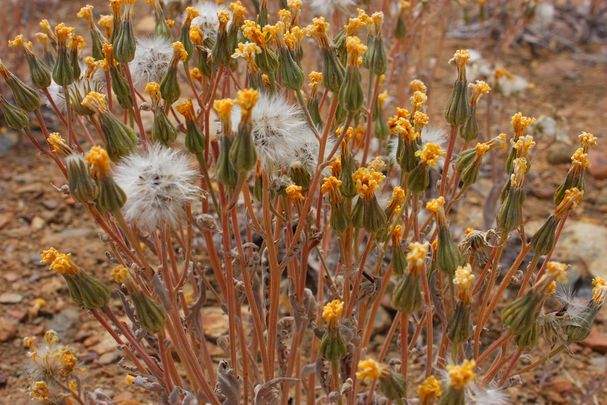 Largeflower hawksbeard (Crepis occidentalis) | Western Forbs
